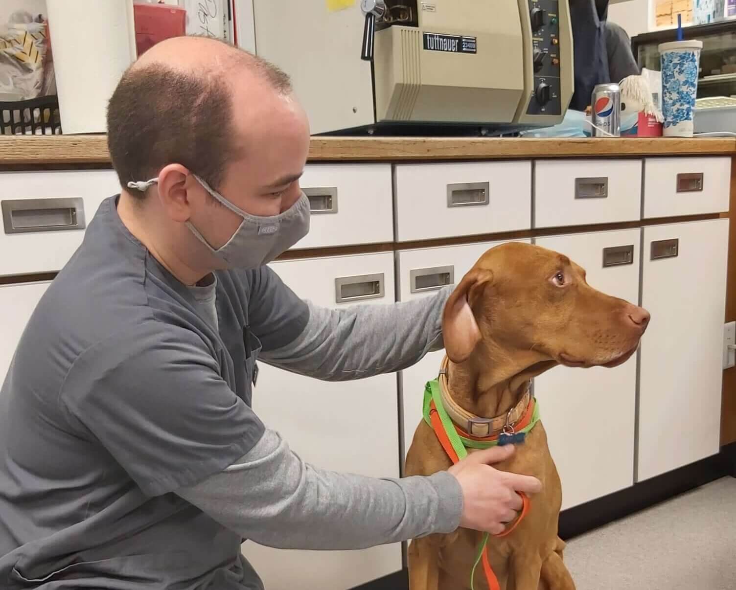 Foreign Object Removal - Mountain View Animal Hospital